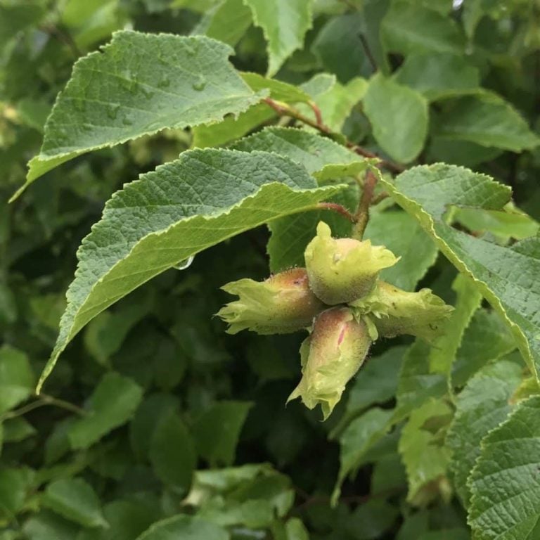American Hazelnut - Food Forest Nursery