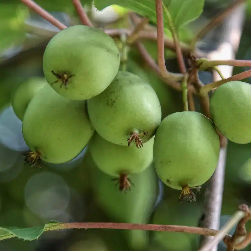 Issai Hardy Kiwi (Female) - Food Forest Nursery